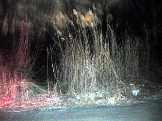 Dismal Swamp Road and surroundings – the second time around. – Rutgers ...